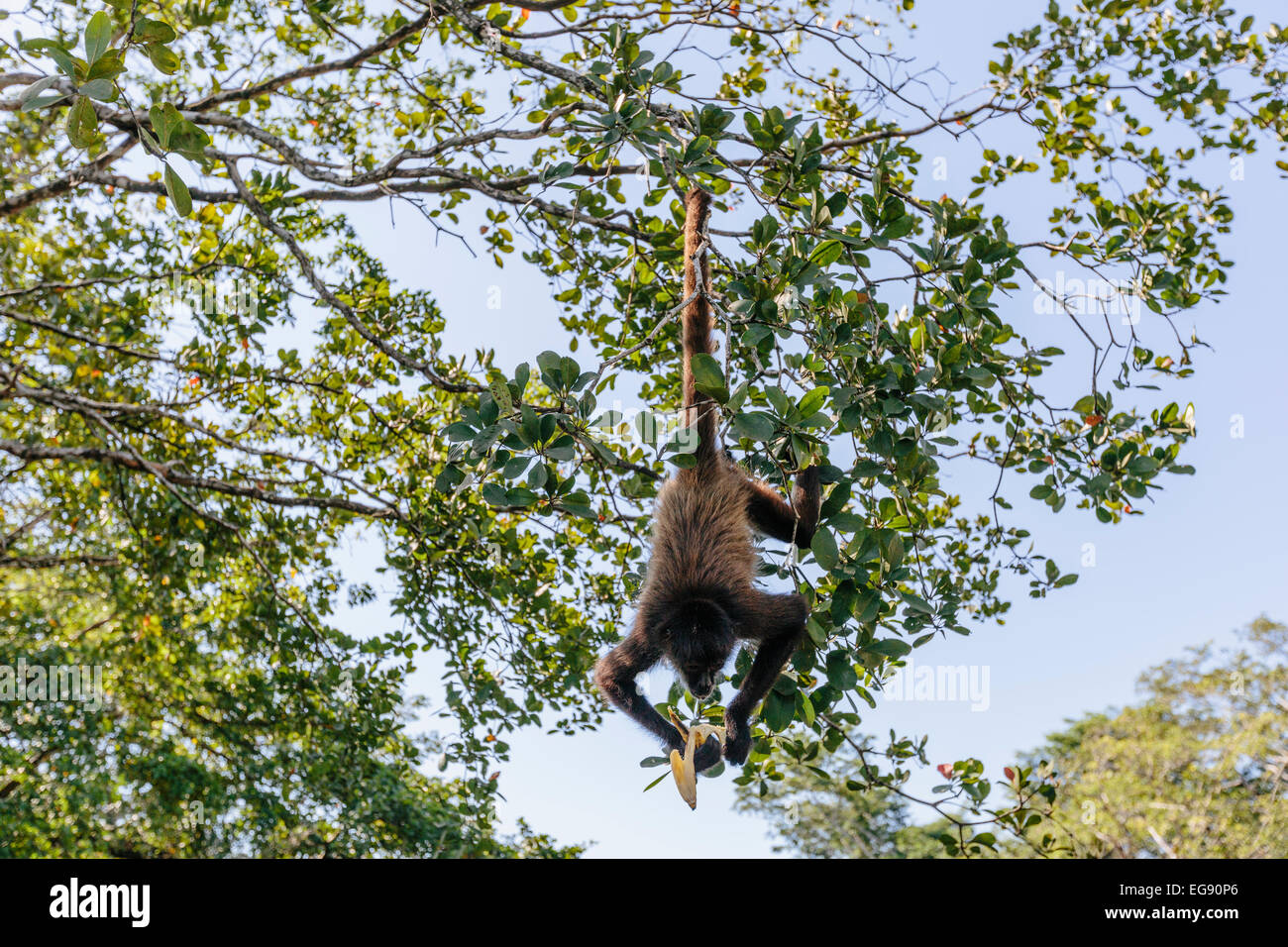 Affe hängen baum -Fotos und -Bildmaterial in hoher Auflösung – Alamy