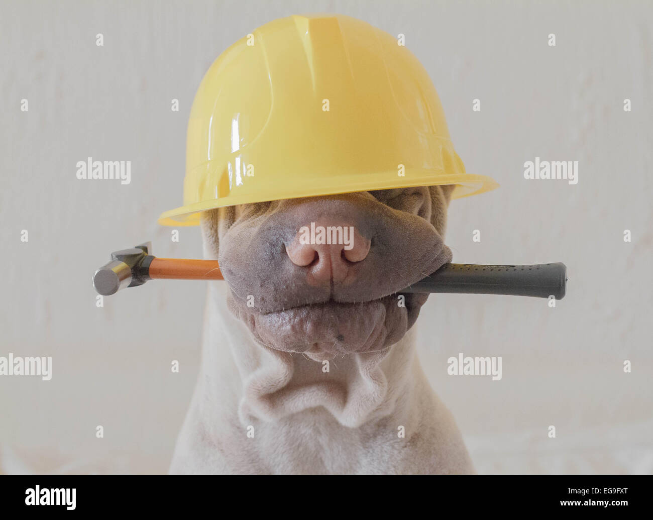 Lustig helm -Fotos und -Bildmaterial in hoher Auflösung – Alamy