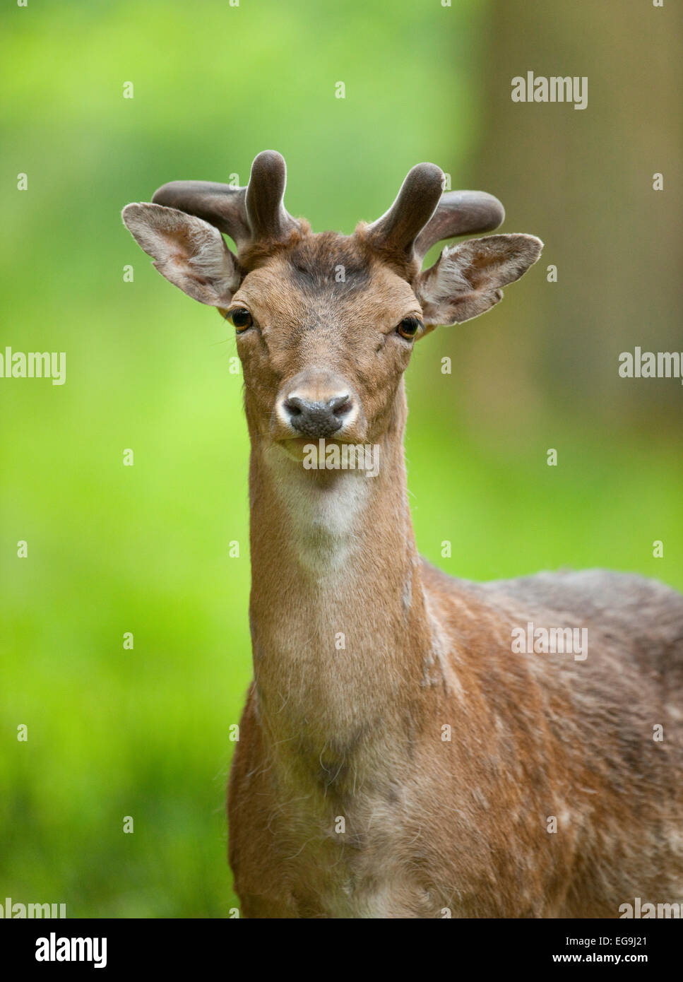 Damhirsch (Dama Dama), buck mit Geweih in samt, Geweihe bilden, in ...