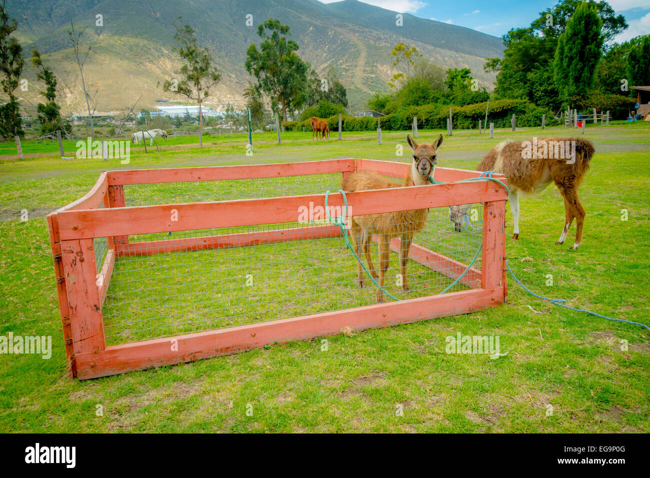 Lama Spucken Stockfotos und -bilder Kaufen - Alamy