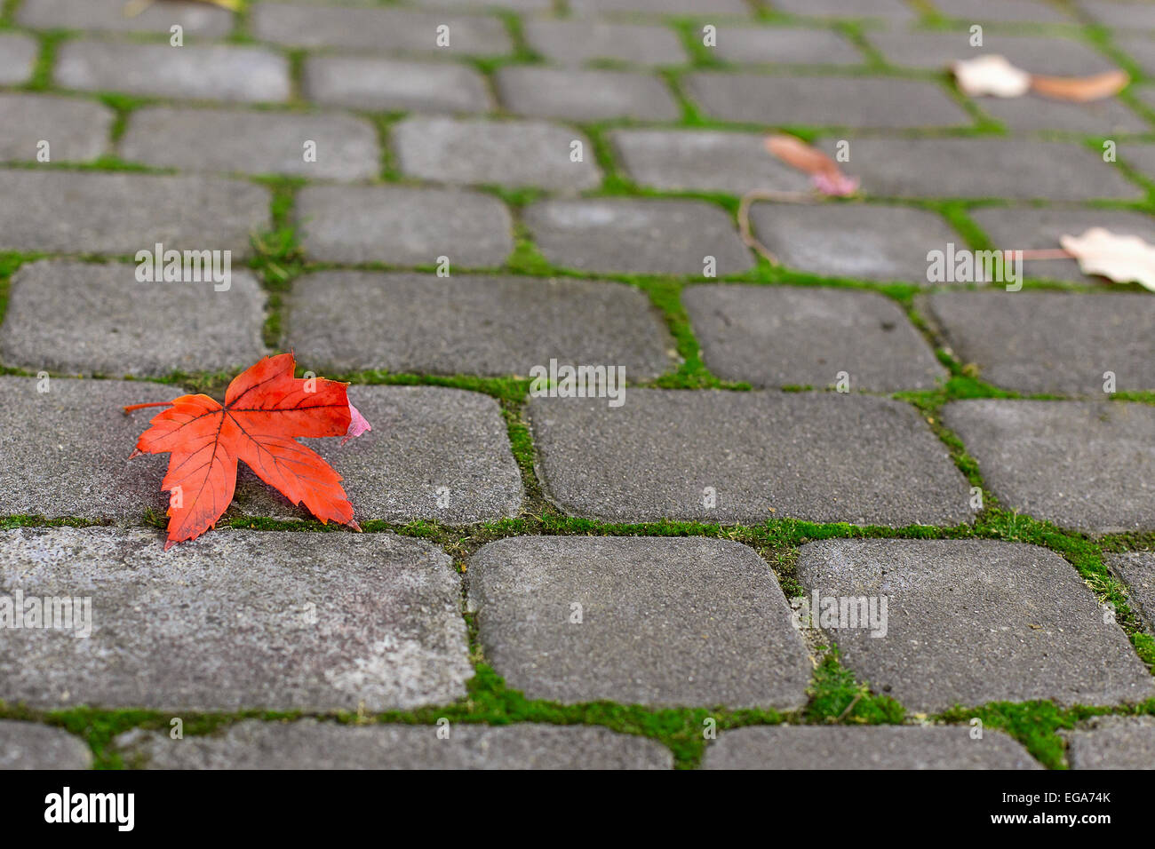 Pflasterstein Pflasterstein Textur Straße Steinen Stockfotografie - Alamy