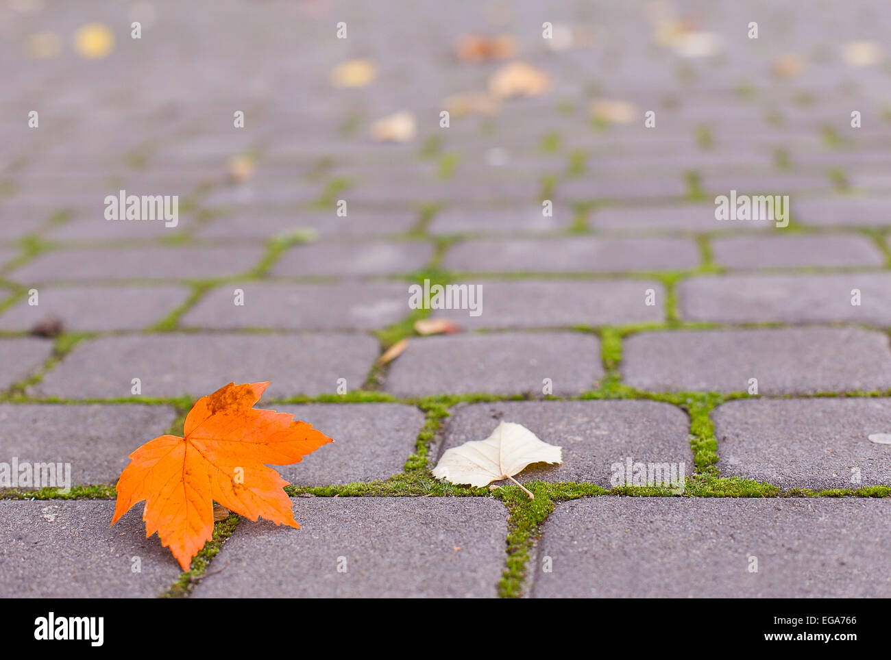 Pflasterstein Pflasterstein Textur Straße Steinen Stockfotografie - Alamy