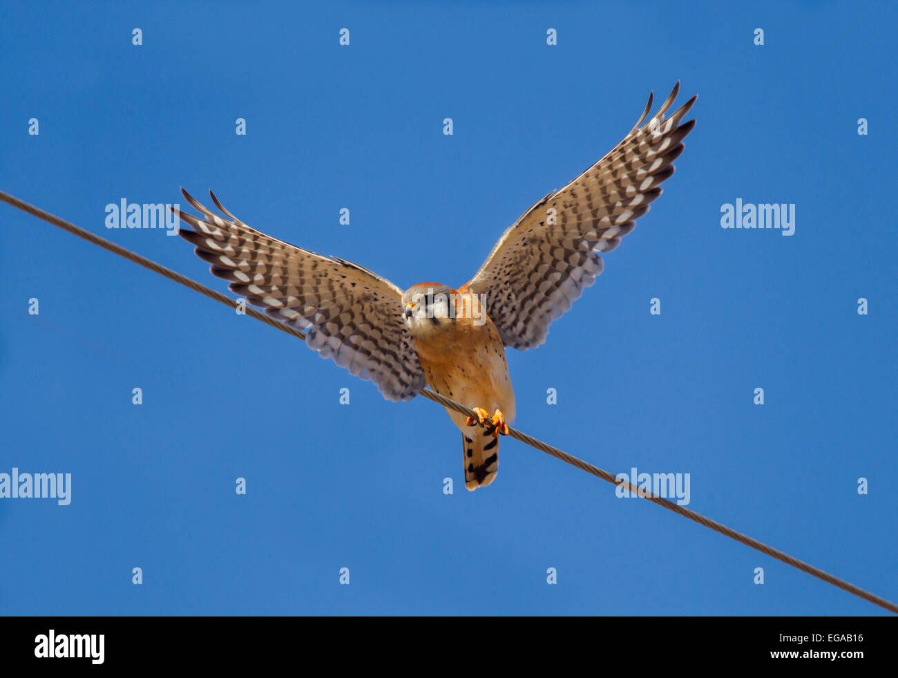 Amerikanischer Falke Stockfotos & Amerikanischer Falke Bilder - Alamy