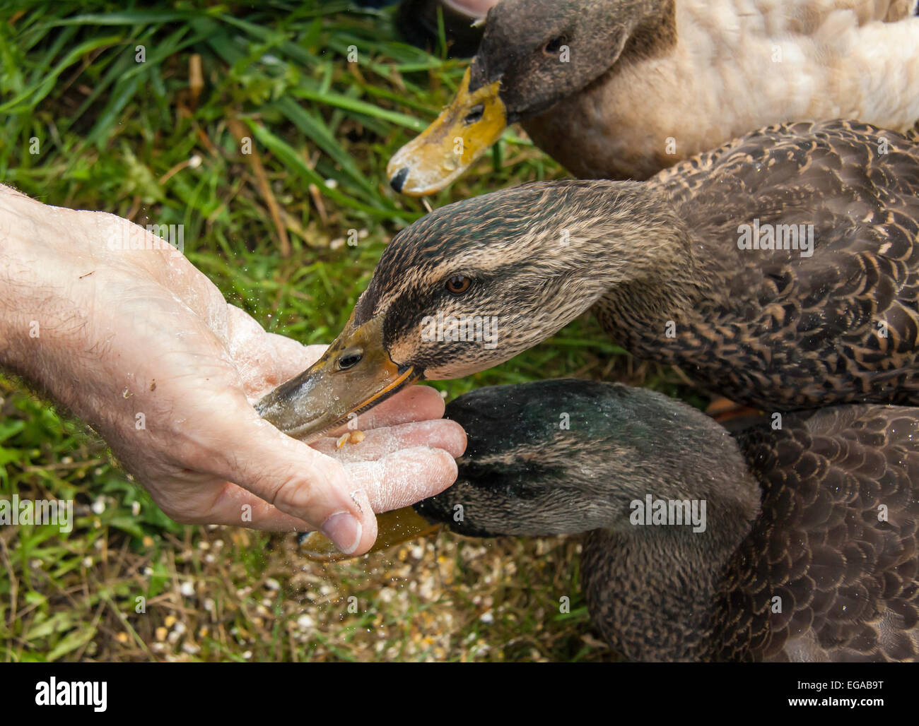 Enten kicking geknackt Mais Staub, wie sie essen unsere von Hand eines ...