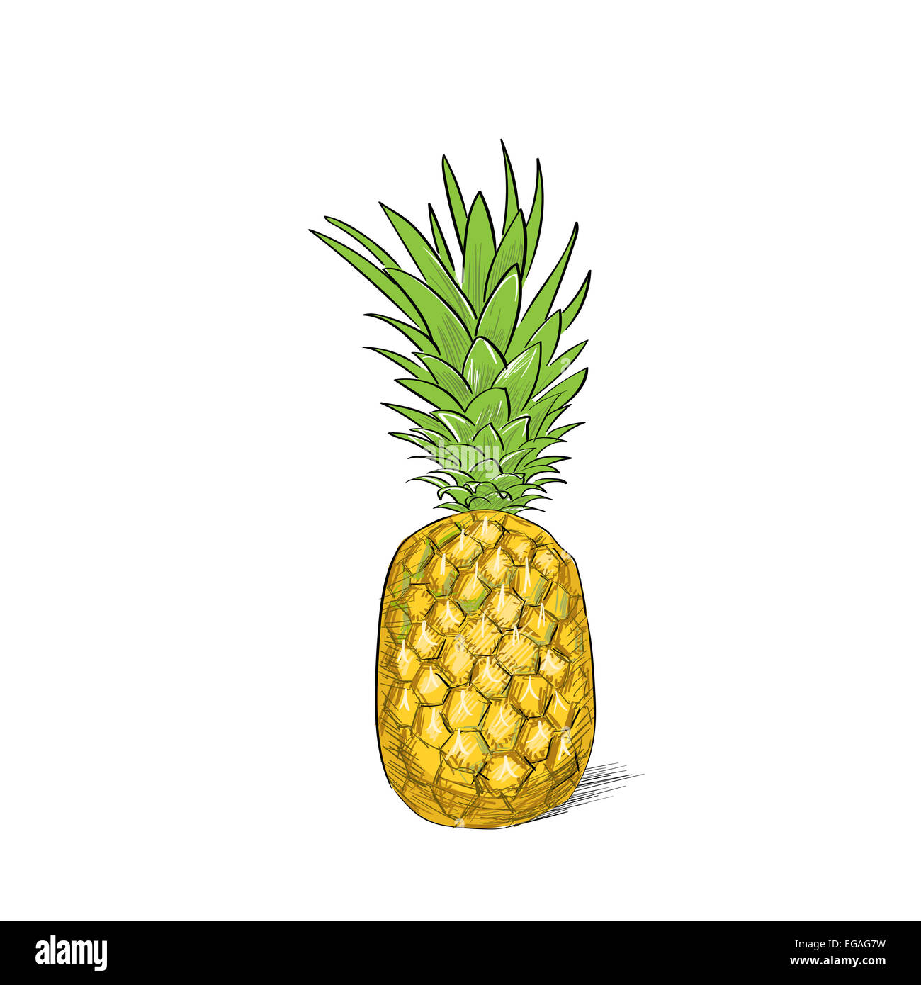 Ananas Frucht Farbe Skizze zeichnen isoliert auf weißem Hintergrund ...
