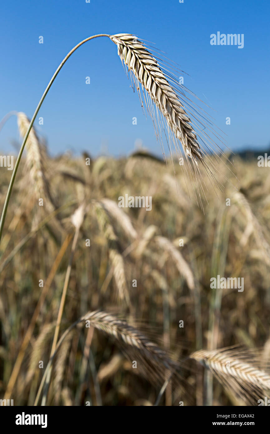 Gerste mais getreide getreide -Fotos und -Bildmaterial in hoher ...