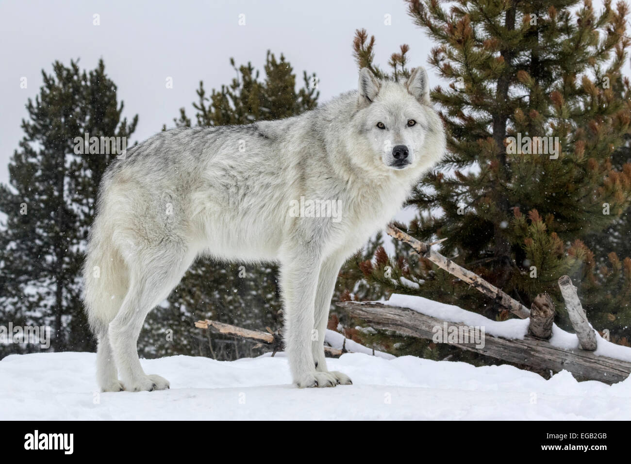Grau wolf -Fotos und -Bildmaterial in hoher Auflösung – Alamy