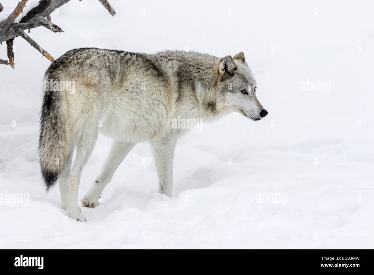 Wait icon -Fotos und -Bildmaterial in hoher Auflösung – Alamy