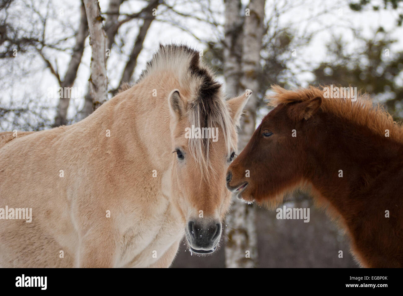 Braune dun pferde -Fotos und -Bildmaterial in hoher Auflösung – Alamy
