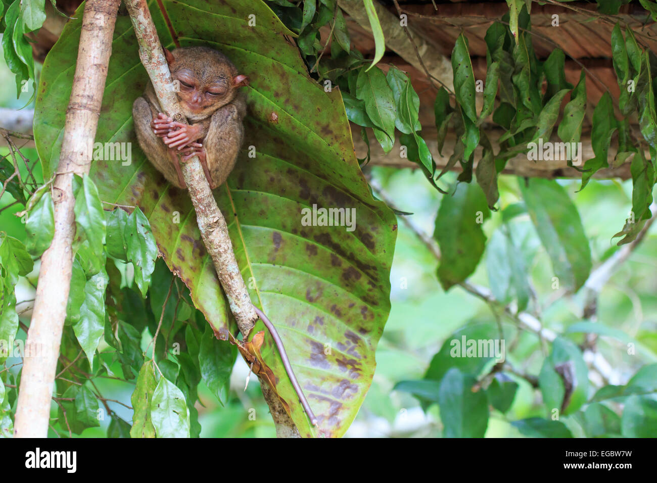 Koboldmakis in cebu -Fotos und -Bildmaterial in hoher Auflösung – Alamy