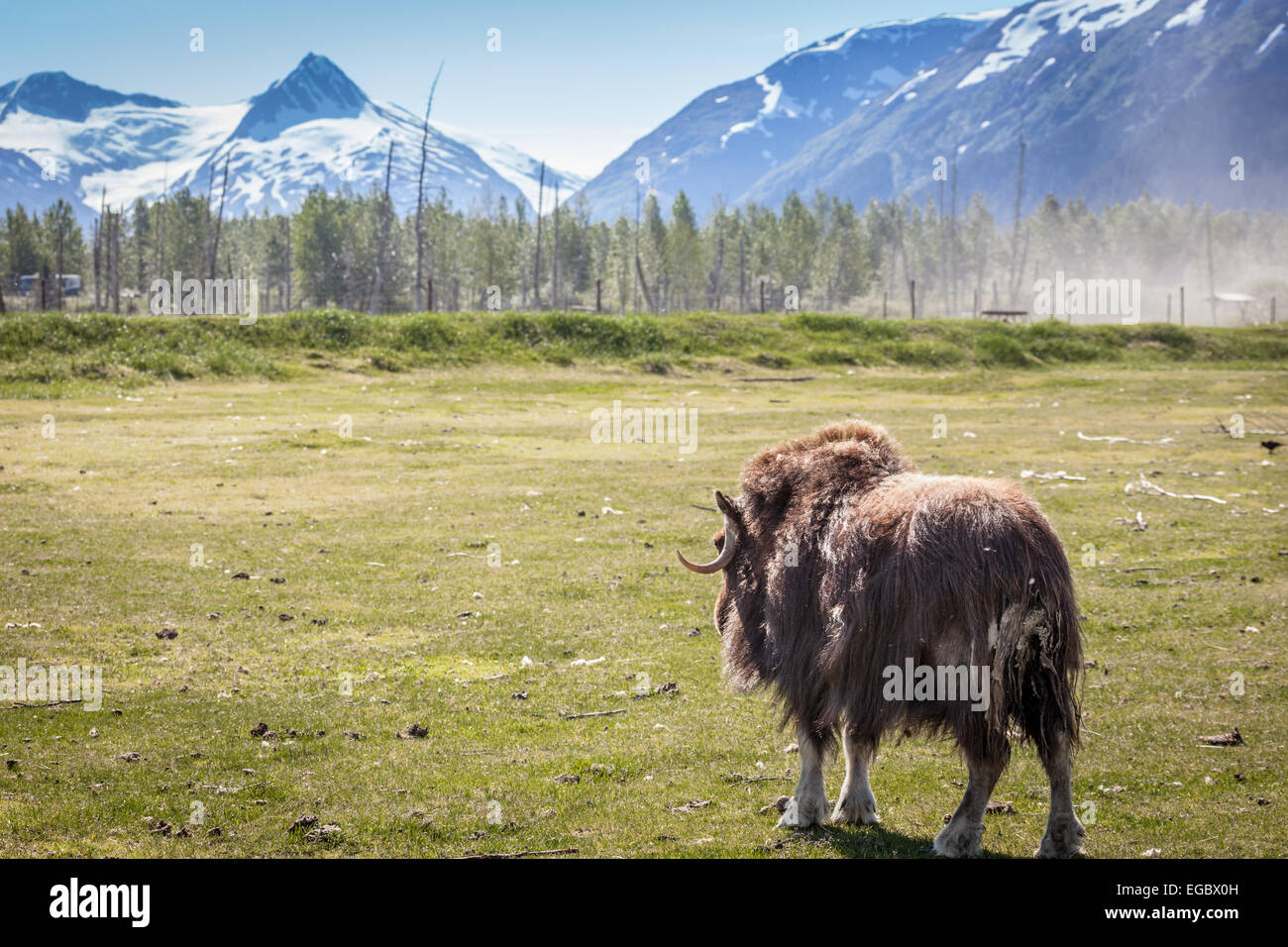 Alaska moschusochse -Fotos und -Bildmaterial in hoher Auflösung – Alamy