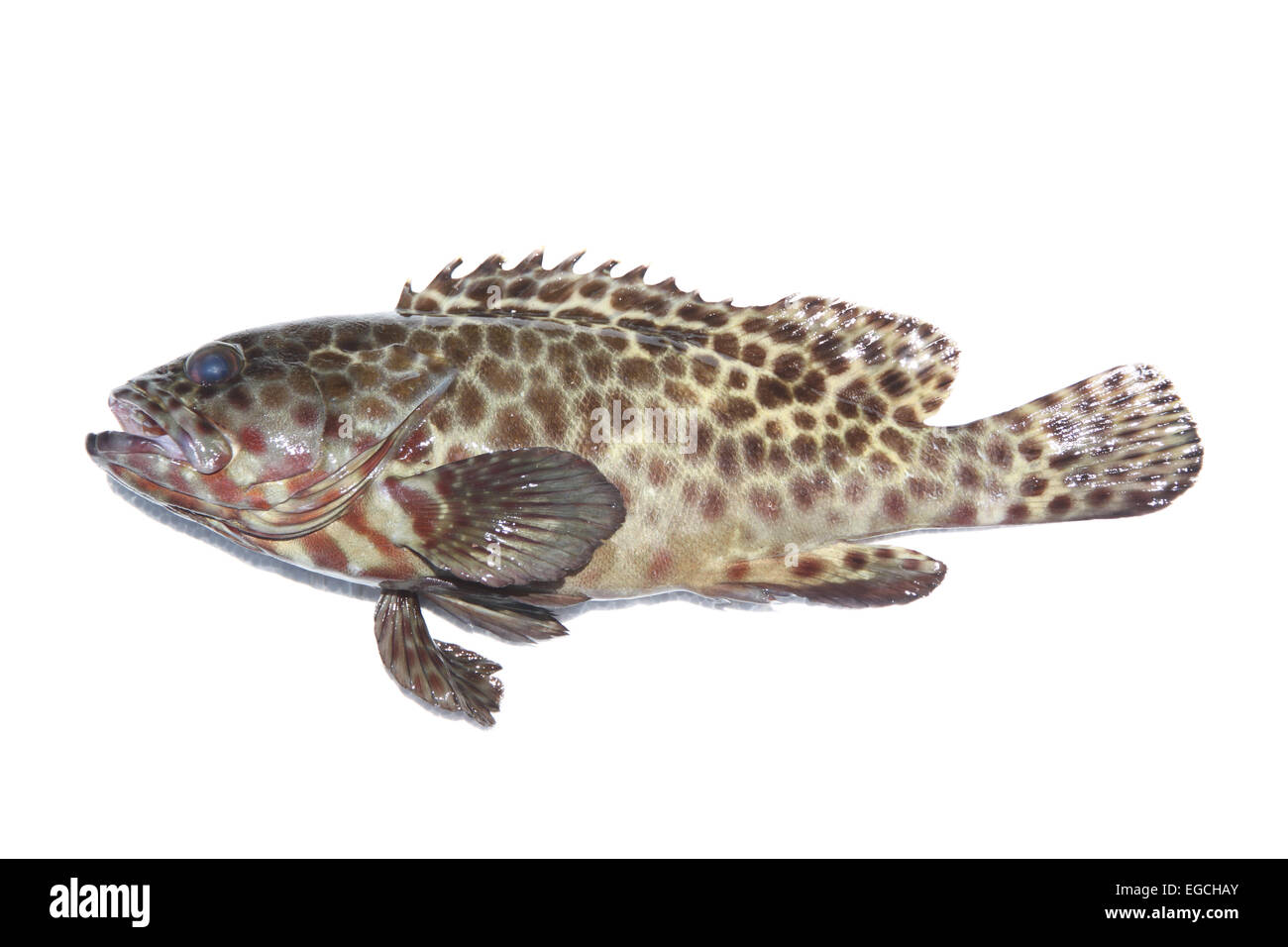 Angeln mit zackenbarsch -Fotos und -Bildmaterial in hoher Auflösung – Alamy