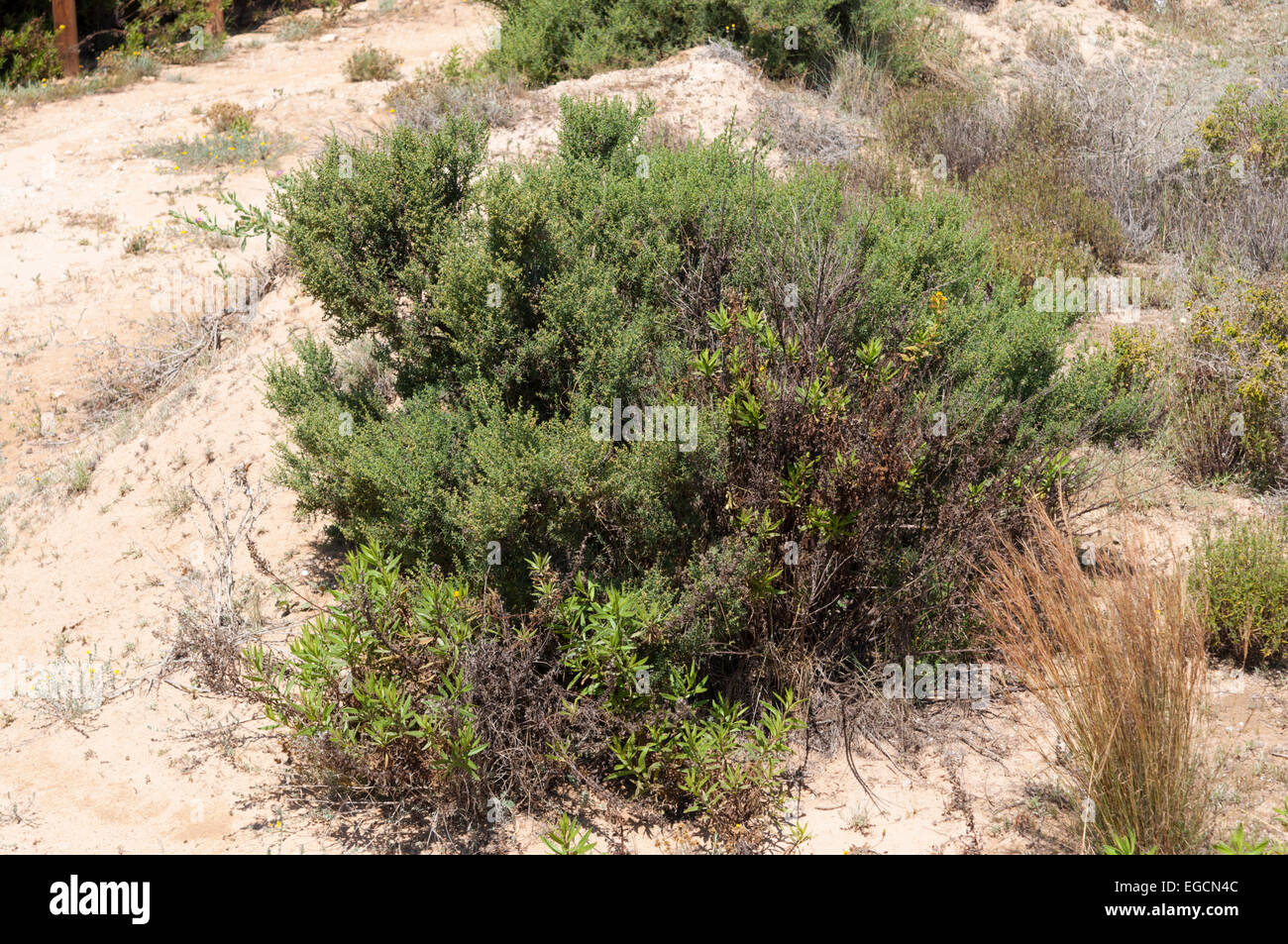 Psammophile vegetation -Fotos und -Bildmaterial in hoher Auflösung – Alamy