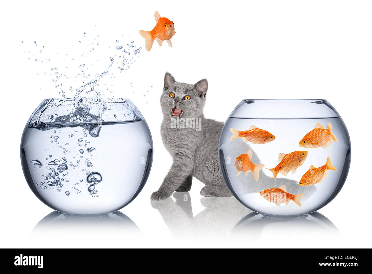 Fisch springt aus einem Bogen in einen anderen vor Staunen Katze ...