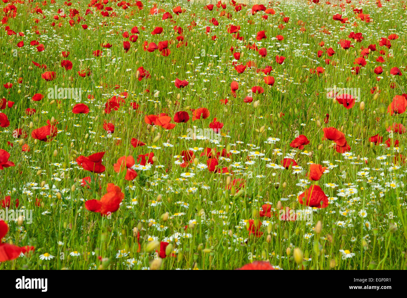 Gemeinsamer Name: rote Unkraut, Klatschmohn, rose, Feld Klatschmohn ...