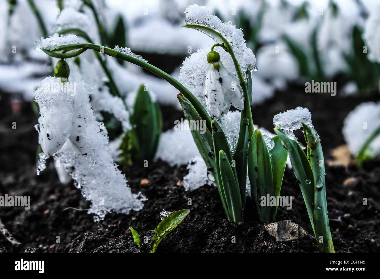 Schneeglöckchen, macro, schnee -Fotos und -Bildmaterial in hoher ...