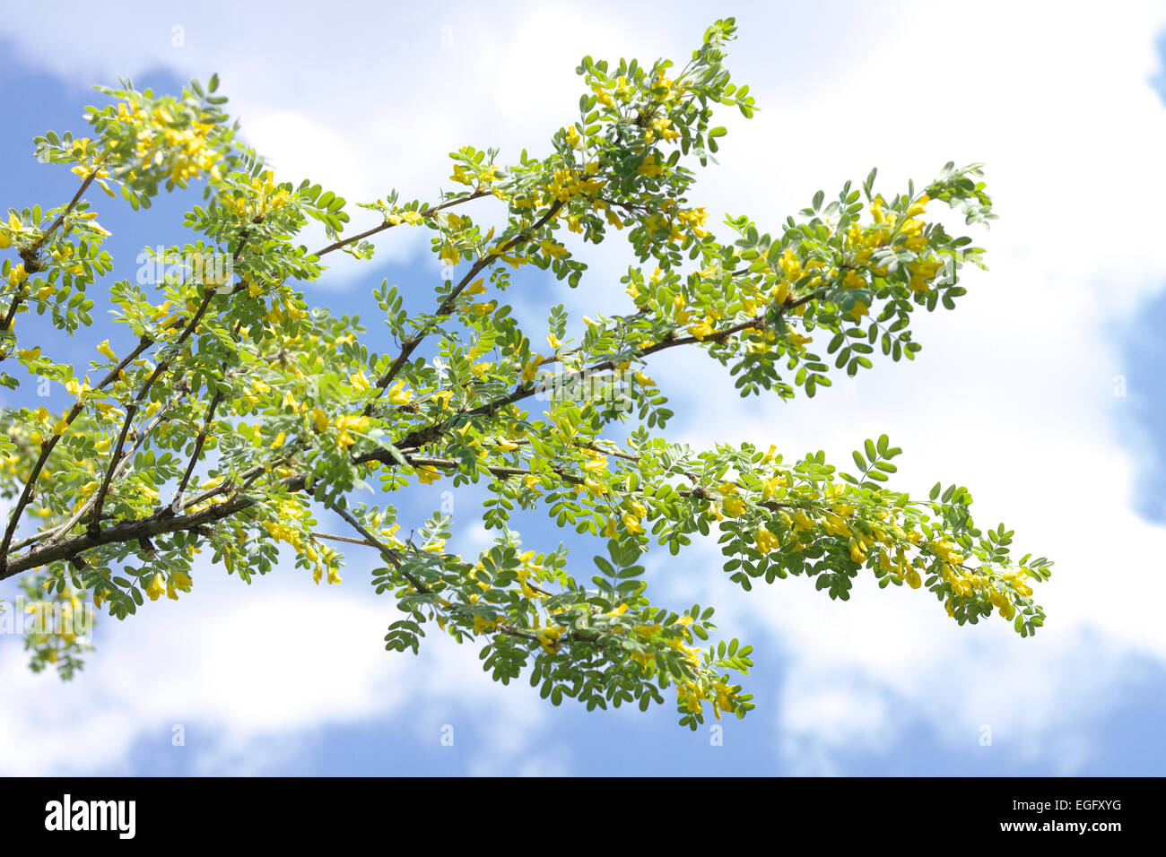 gelbe Akazie im Frühling Stockfotografie - Alamy