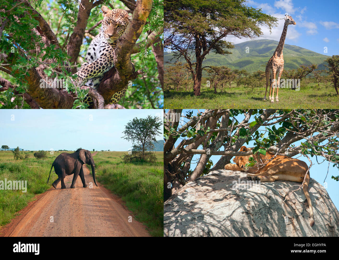 Safari in afrika -Fotos und -Bildmaterial in hoher Auflösung – Alamy