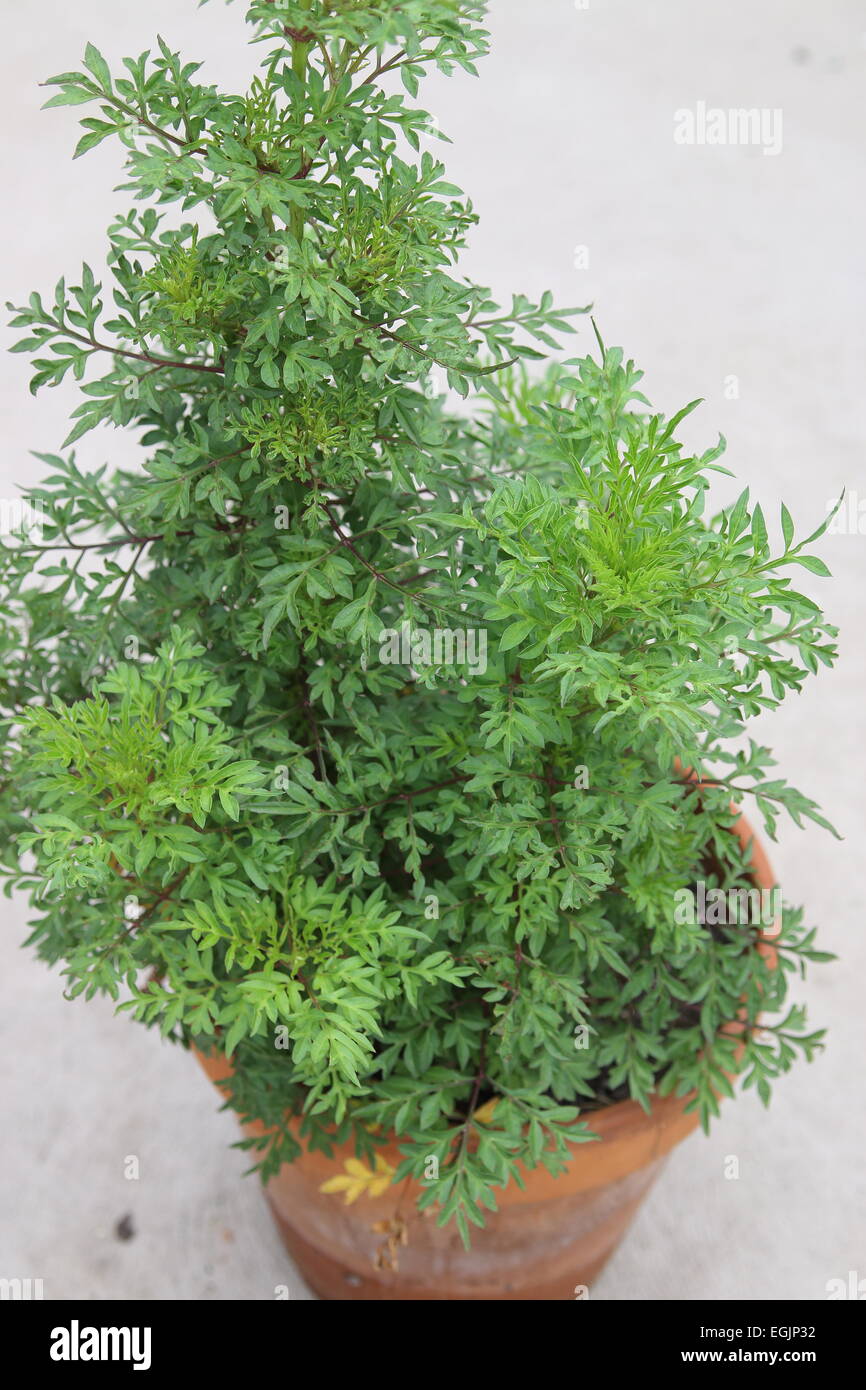 Ulam raja -Fotos und -Bildmaterial in hoher Auflösung – Alamy