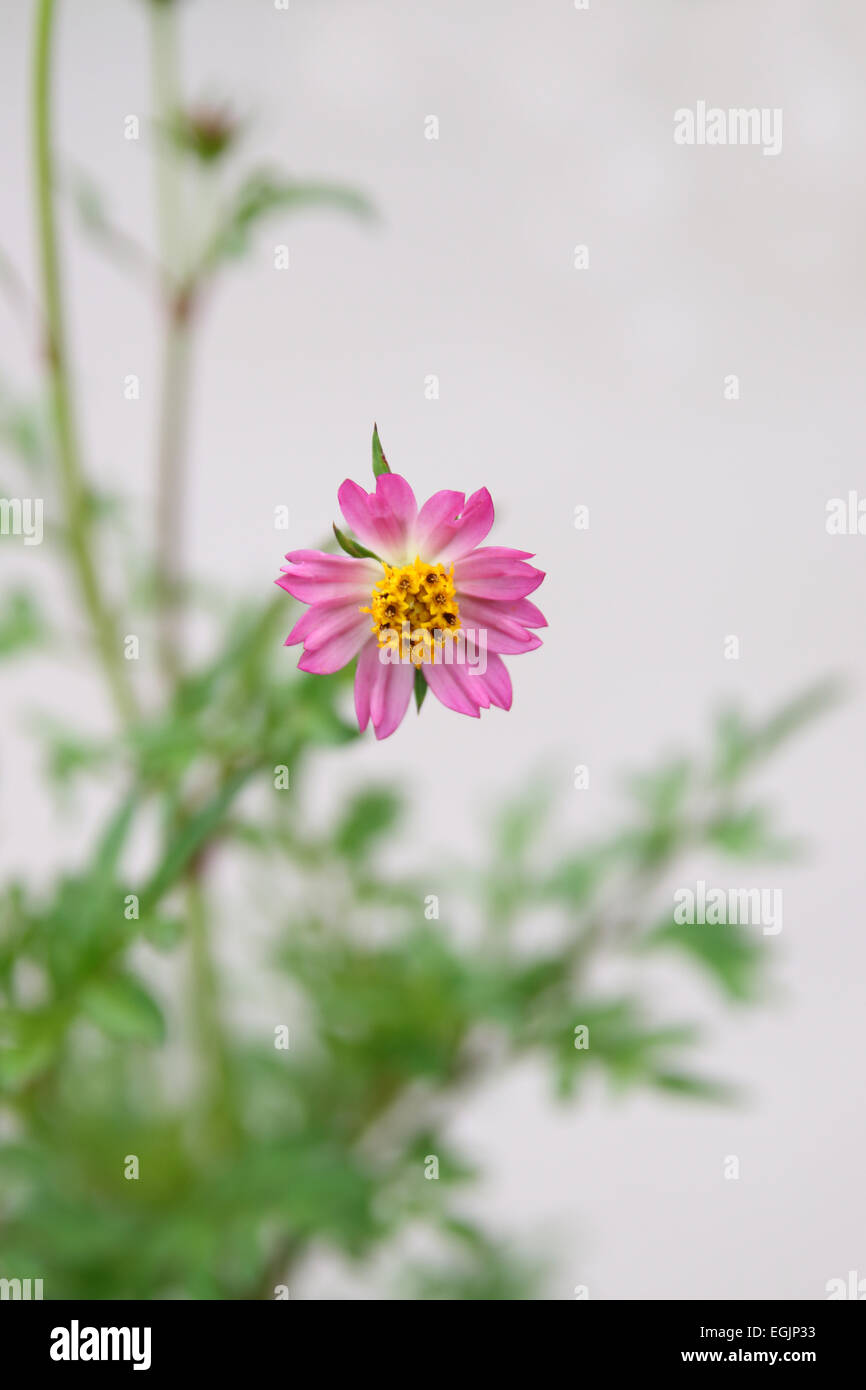 Cosmos caudatus flower -Fotos und -Bildmaterial in hoher Auflösung – Alamy