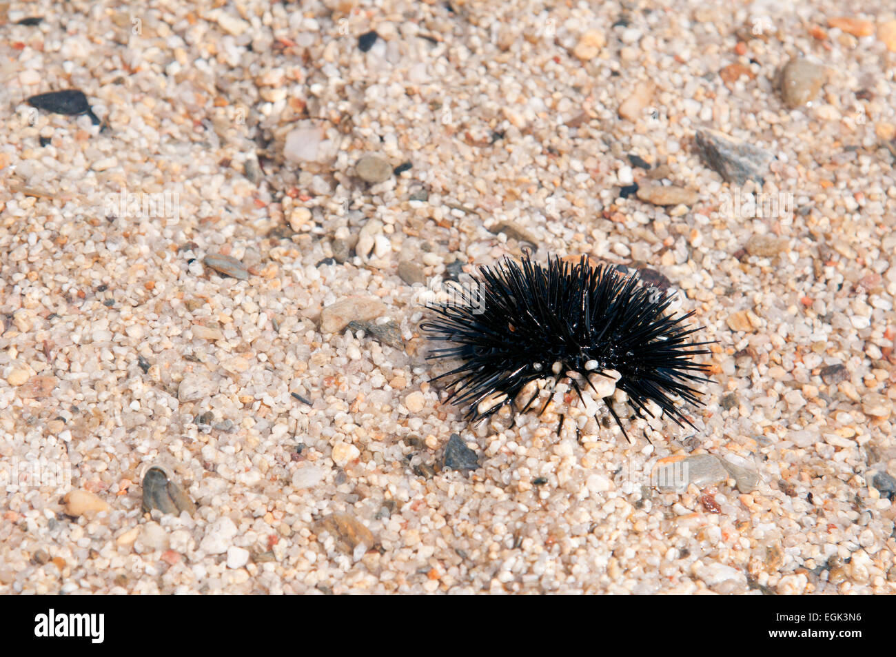 Seeigel im mittelmeer -Fotos und -Bildmaterial in hoher Auflösung – Alamy