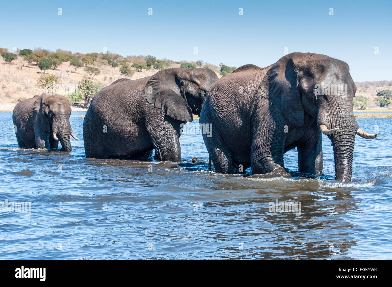 Babar der elefant -Fotos und -Bildmaterial in hoher Auflösung – Alamy