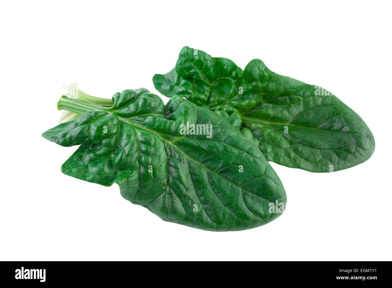 Mahlzeit auf blatt -Fotos und -Bildmaterial in hoher Auflösung – Alamy