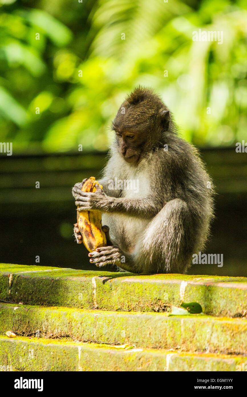 Affe Banane essen Stockfotografie - Alamy
