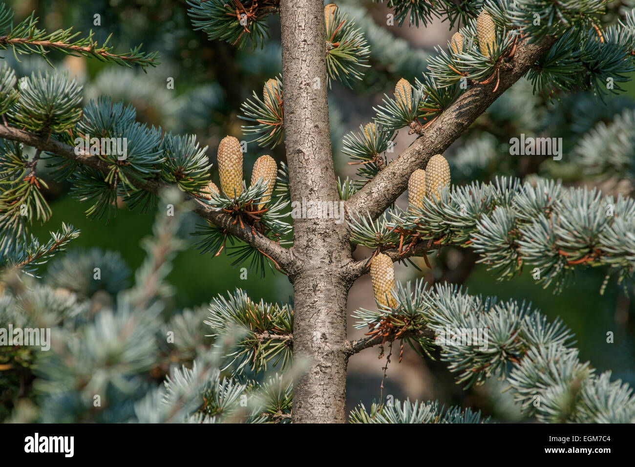 Zedern atlantik -Fotos und -Bildmaterial in hoher Auflösung – Alamy