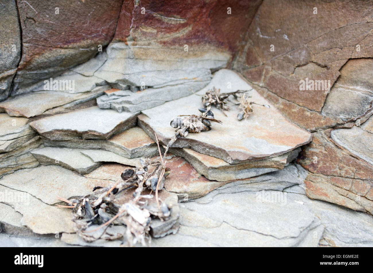 Muscheln geschichtete bildung -Fotos und -Bildmaterial in hoher ...