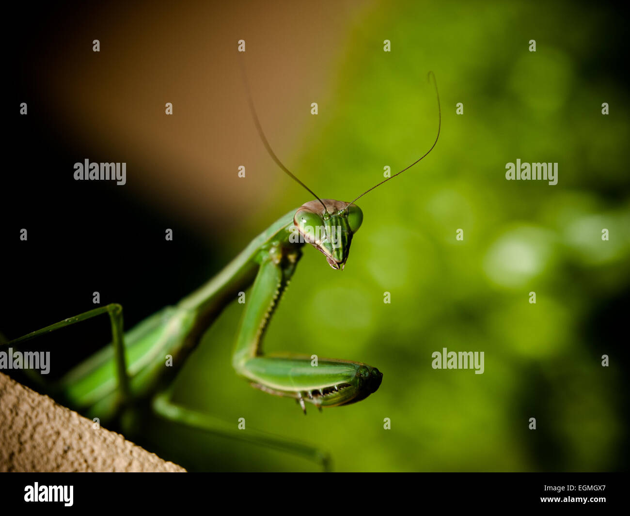 Sphodromantis balachowskyi -Fotos und -Bildmaterial in hoher Auflösung ...