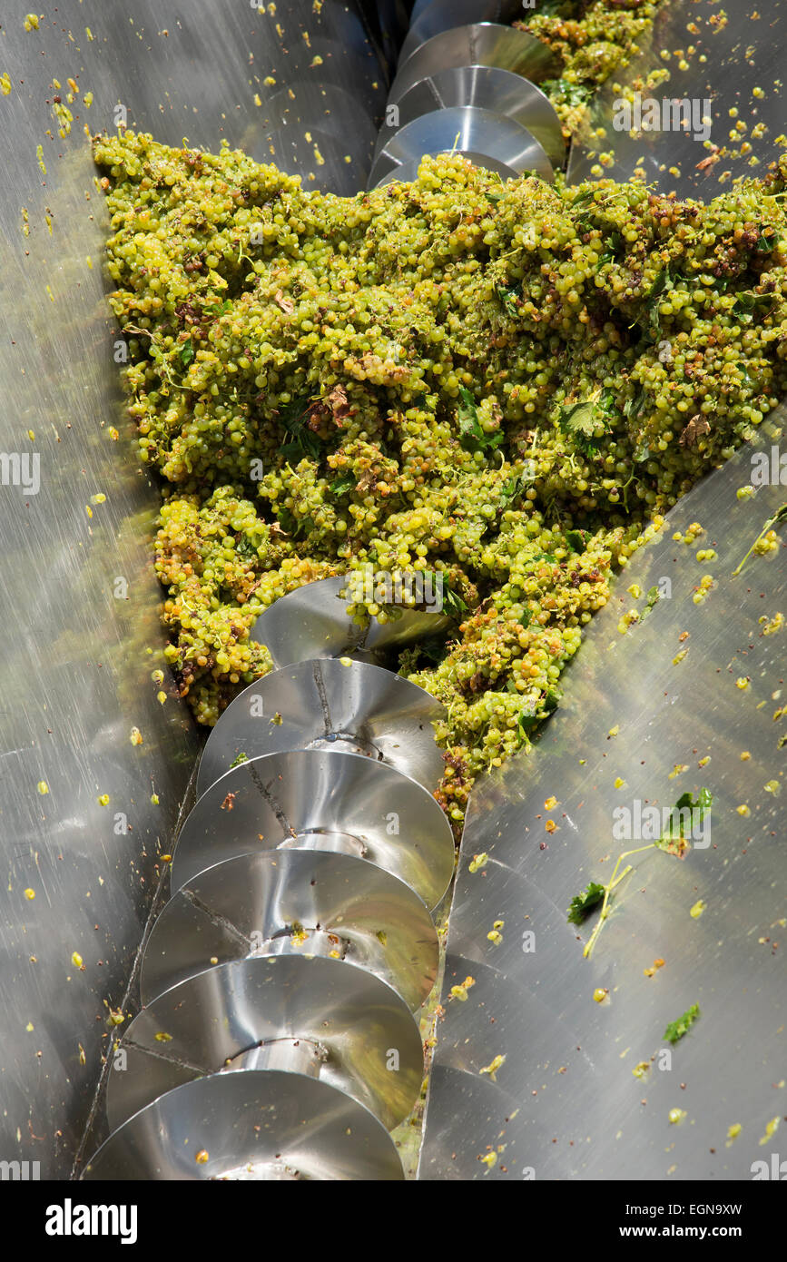 Verarbeitung von trauben -Fotos und -Bildmaterial in hoher Auflösung ...