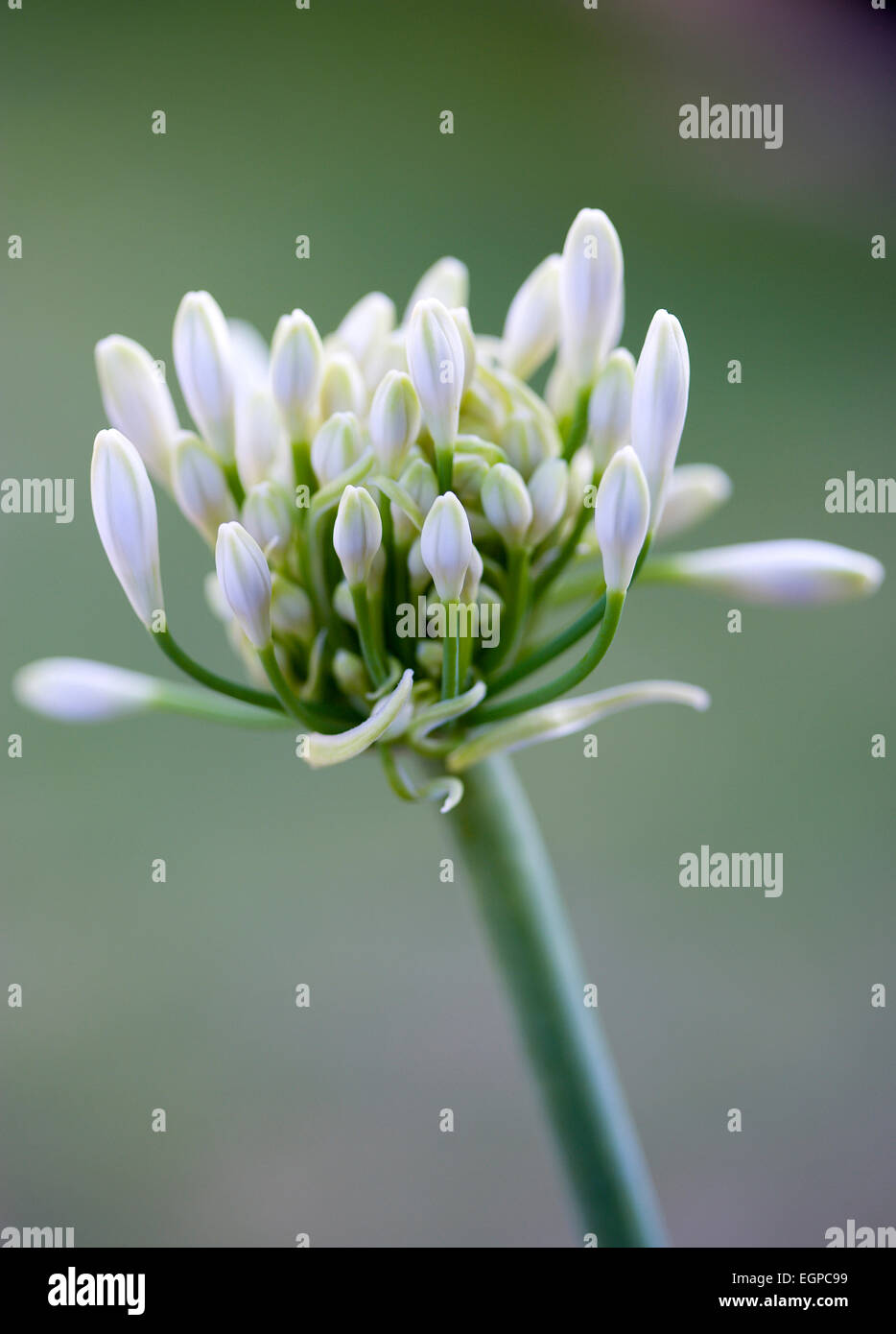 Dolde von weißen blumen -Fotos und -Bildmaterial in hoher Auflösung – Alamy