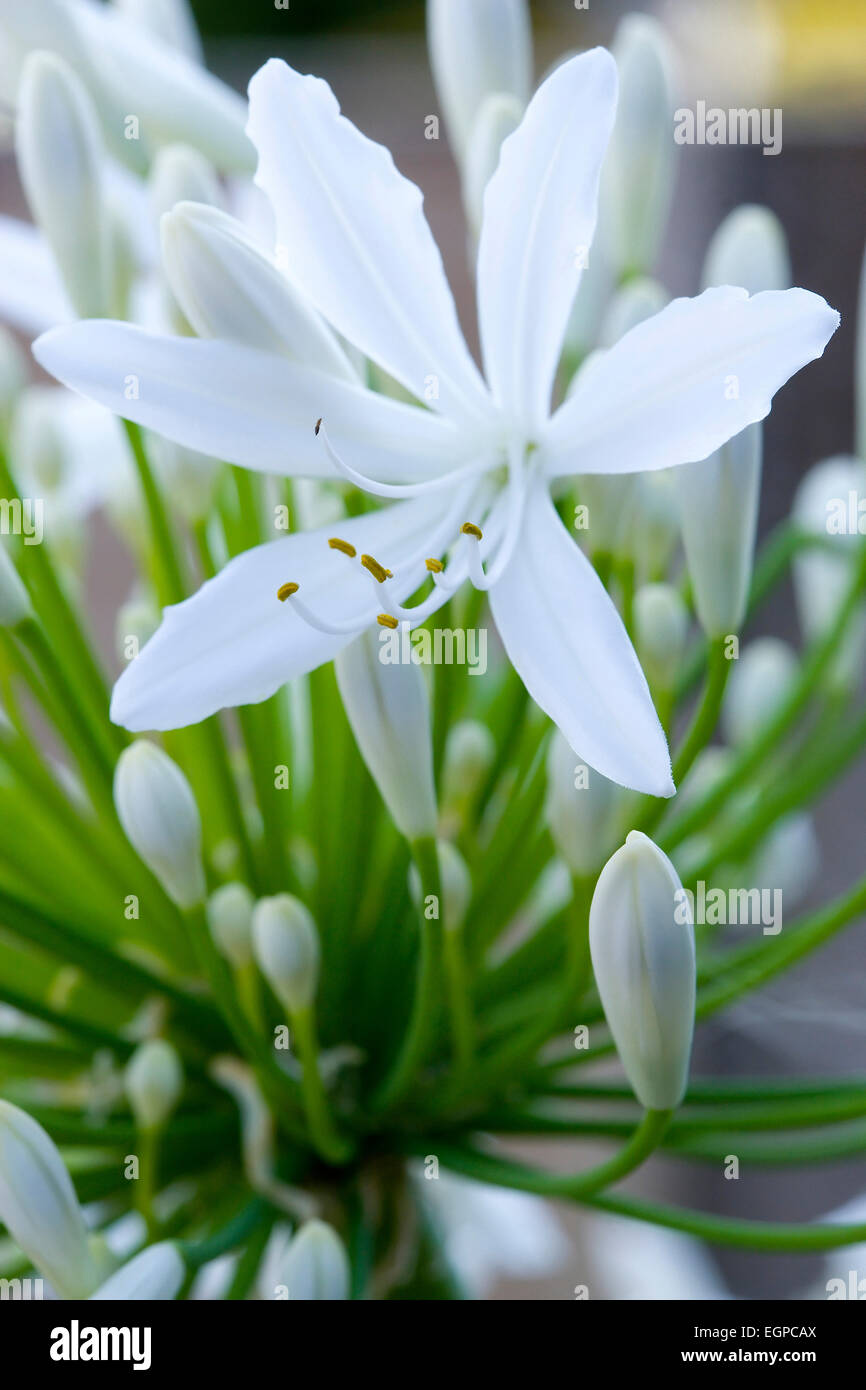 Dolde von weißen blumen -Fotos und -Bildmaterial in hoher Auflösung – Alamy