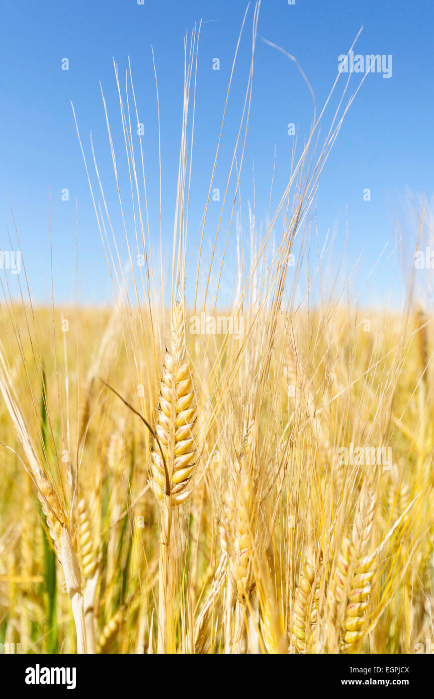 Gerste, Getreide Ernte im Feld mit Bus Himmel wachsen Stockfotografie ...