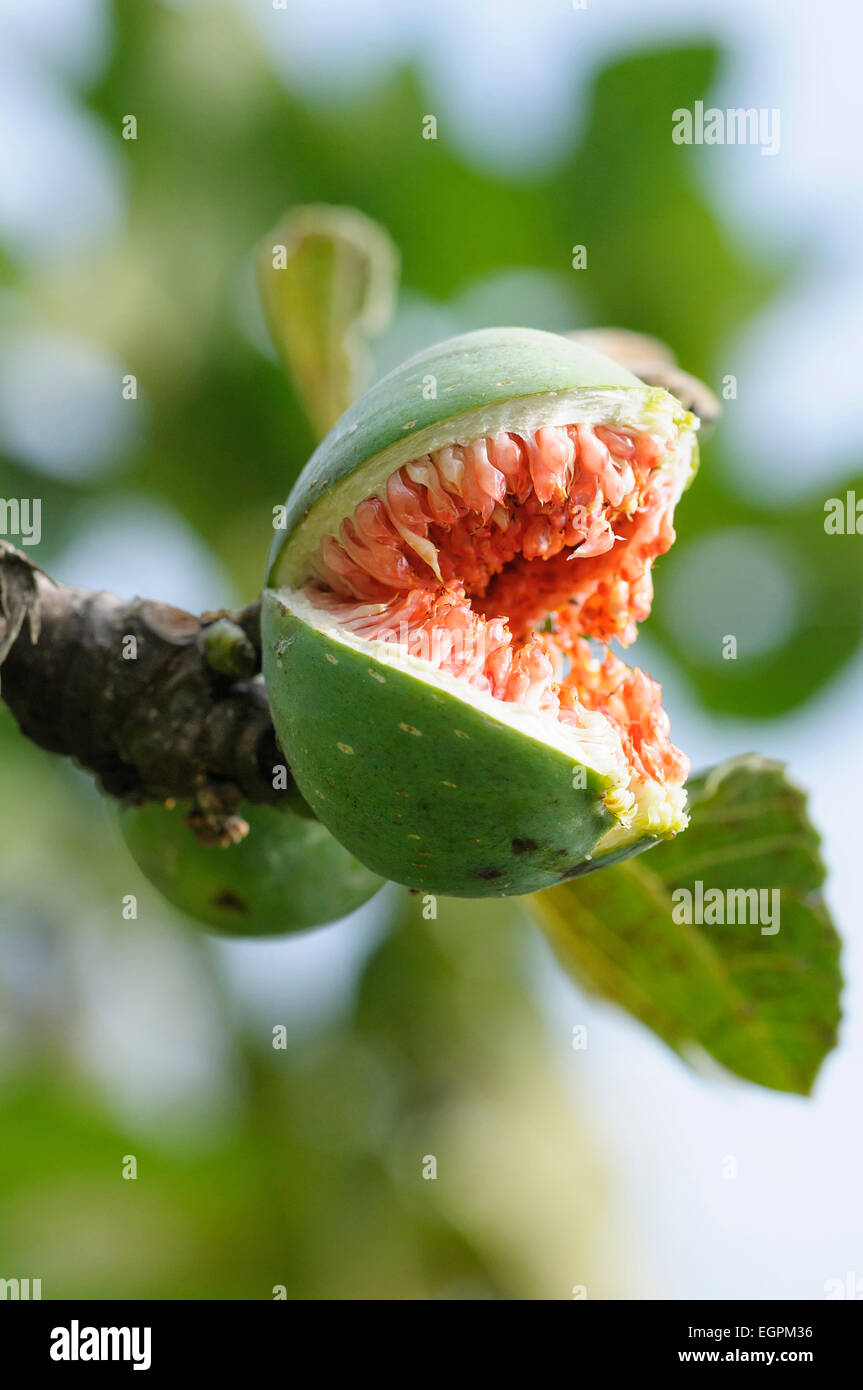 Gemeiner feigenficus carica fruiting -Fotos und -Bildmaterial in hoher ...