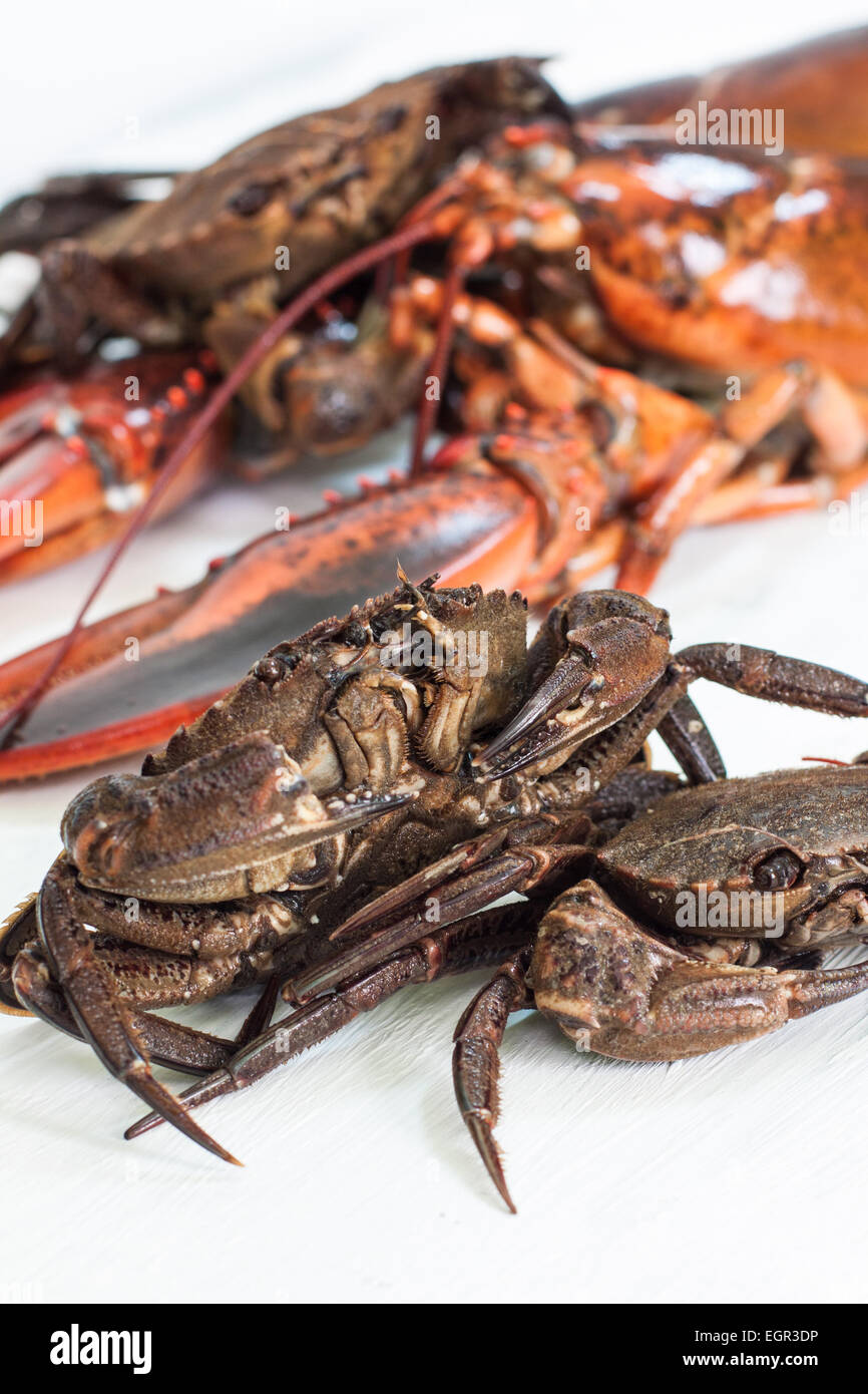 frisch und roh Krabben und Hummer auf weißen Teller Stockfotografie - Alamy