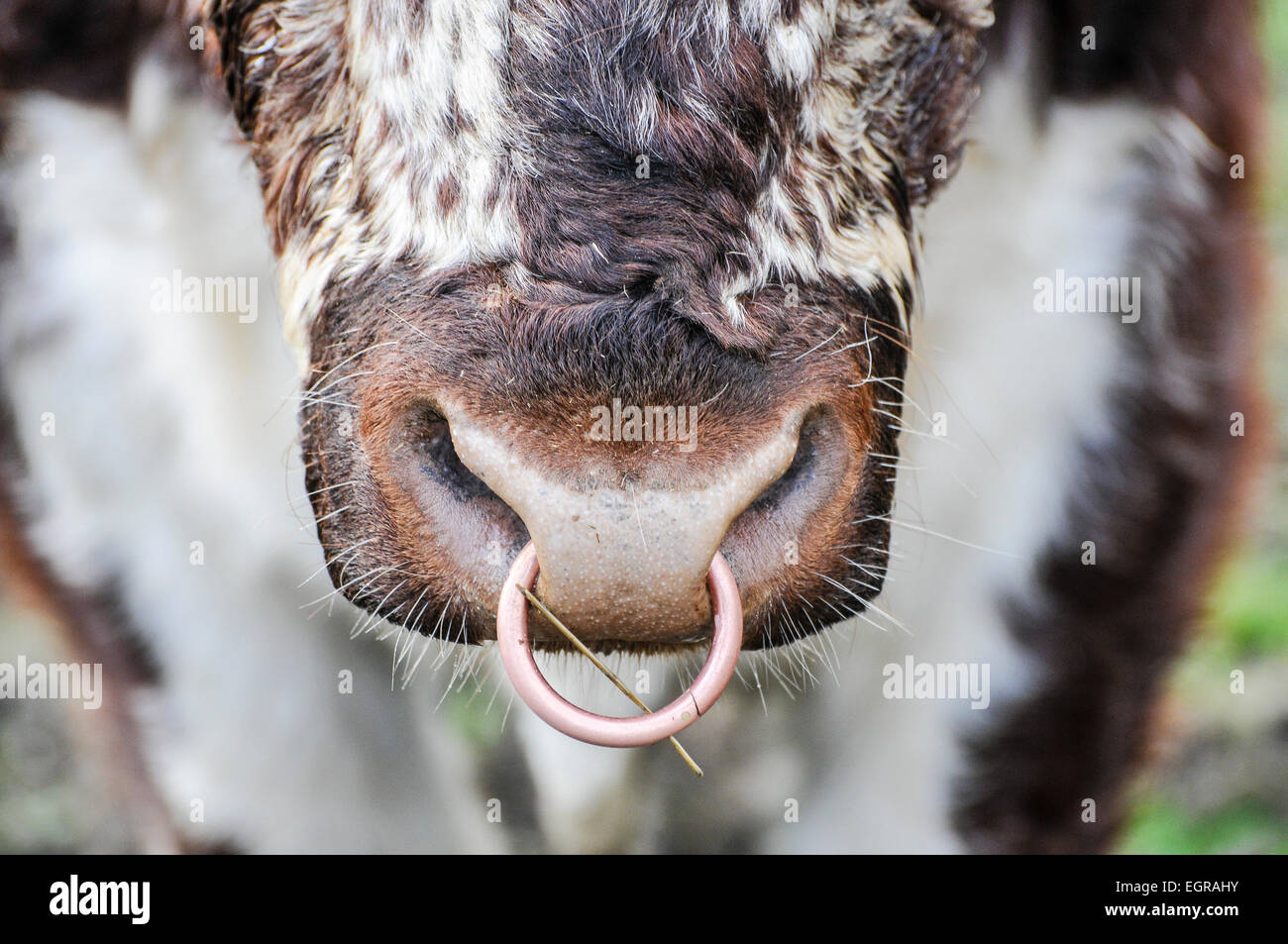 Simmental Bull Stockfotos und -bilder Kaufen - Alamy