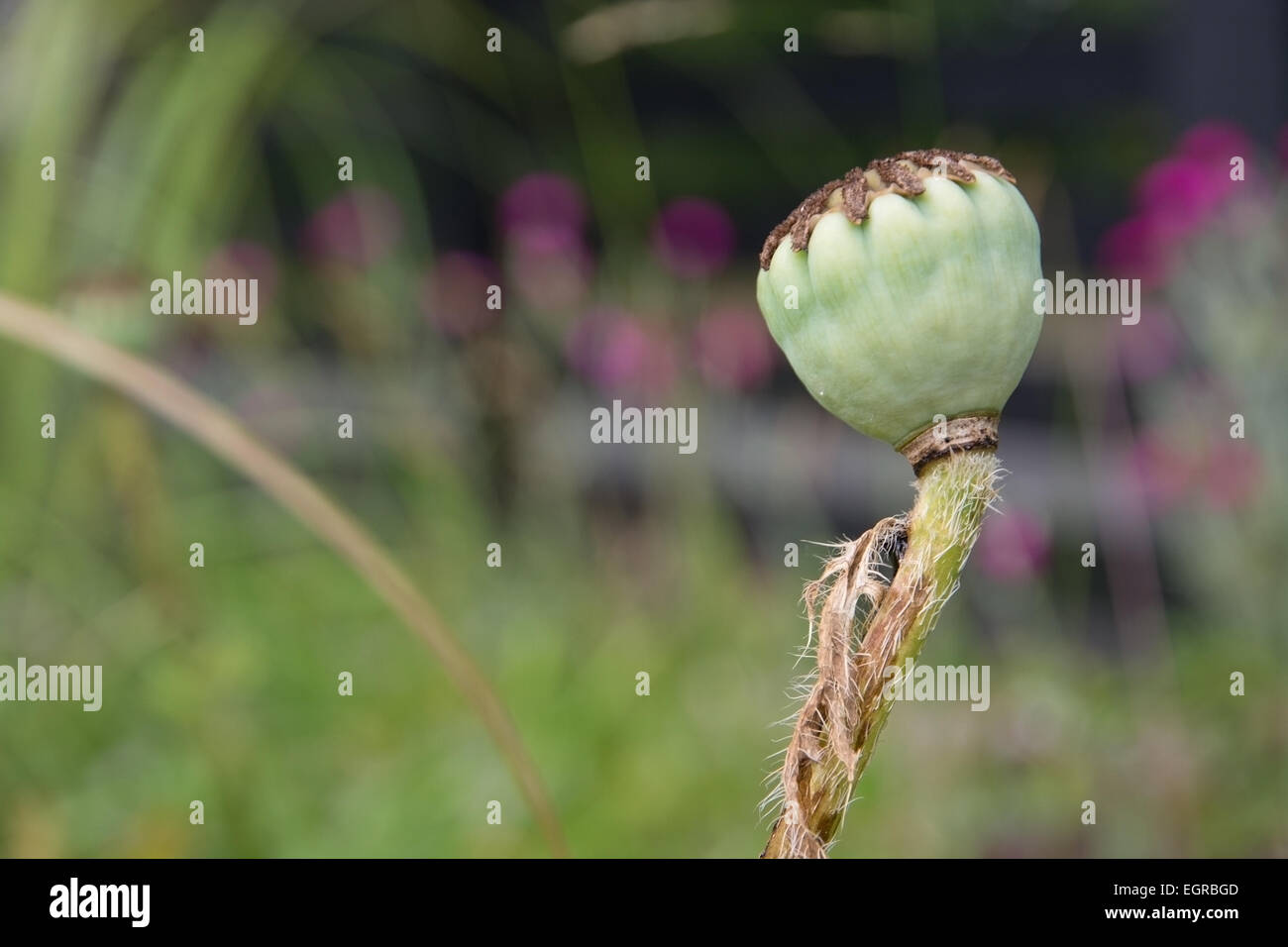 Mohn samen kapsel -Fotos und -Bildmaterial in hoher Auflösung – Alamy