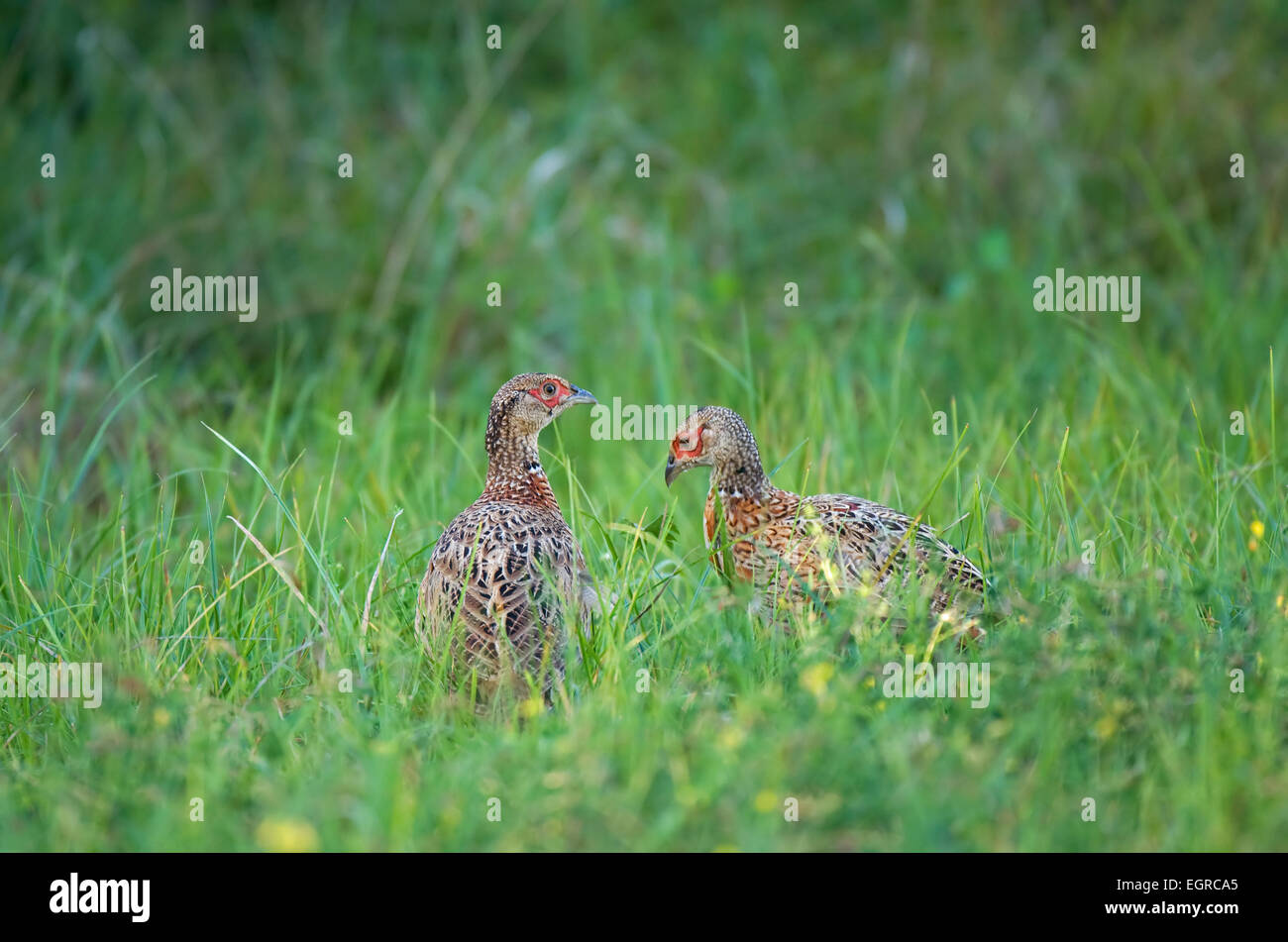 Zwei junge Fasane auf einer Wiese Stockfotografie - Alamy