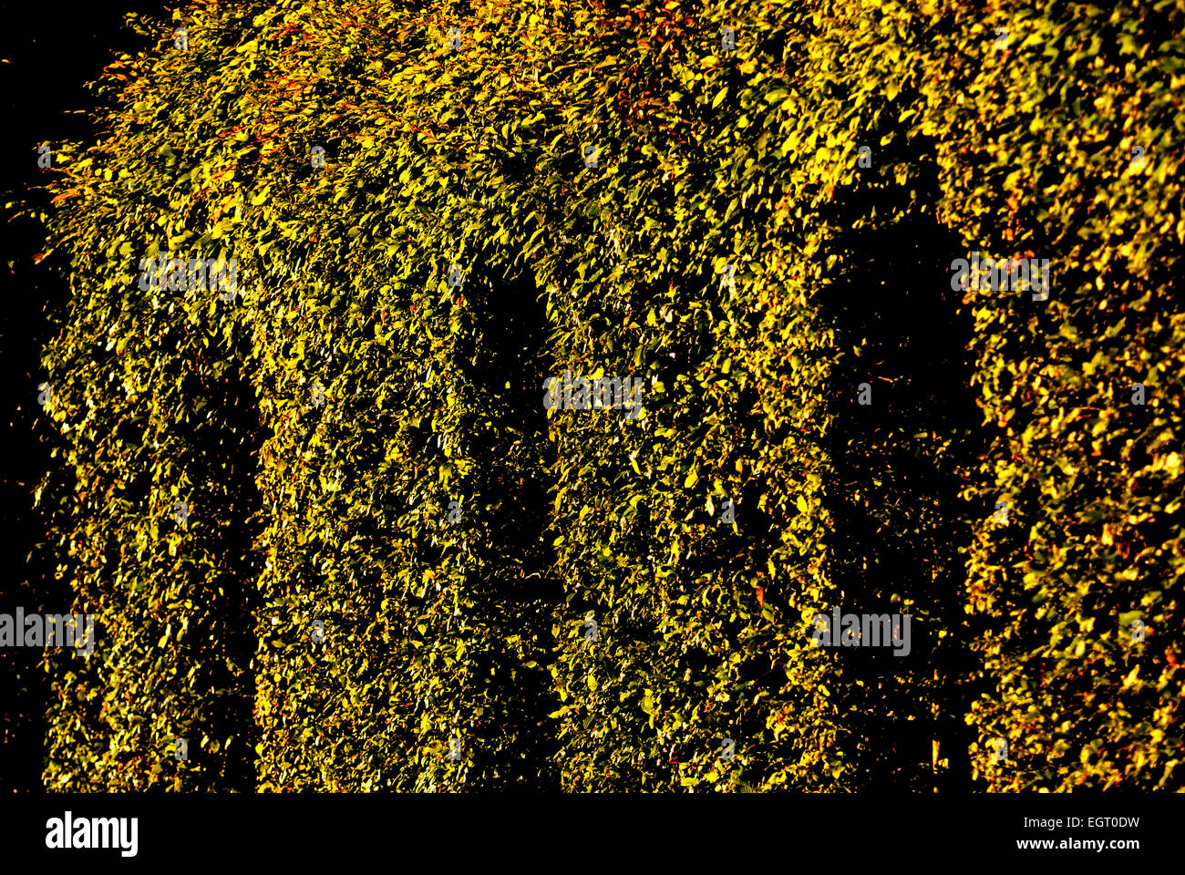 Getrimmte Buche Hecke, The Alnwick Garden Stockfotografie - Alamy