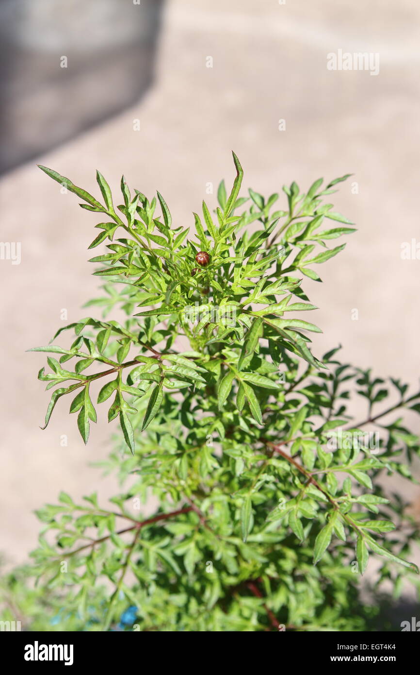 Ulam rajah -Fotos und -Bildmaterial in hoher Auflösung – Alamy