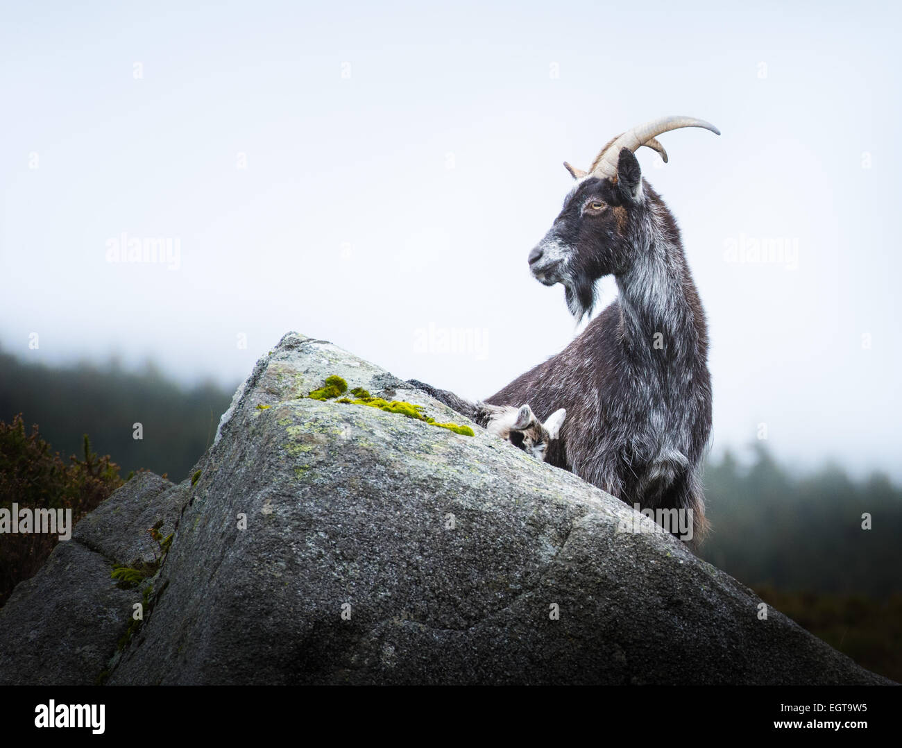 Ziege am berg -Fotos und -Bildmaterial in hoher Auflösung – Alamy