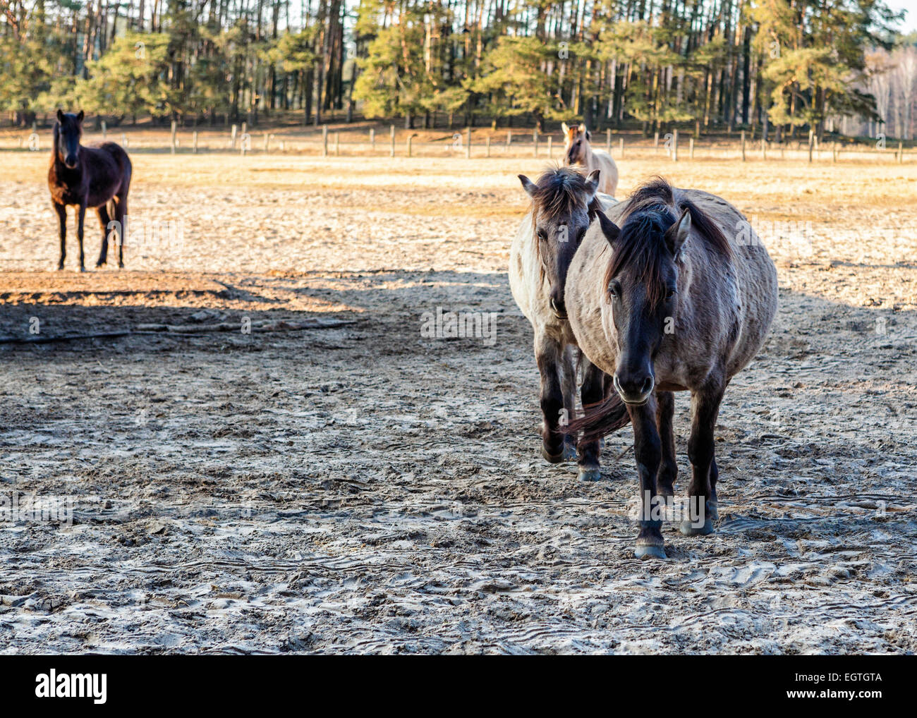 Panje Horse Stockfotos und -bilder Kaufen - Alamy