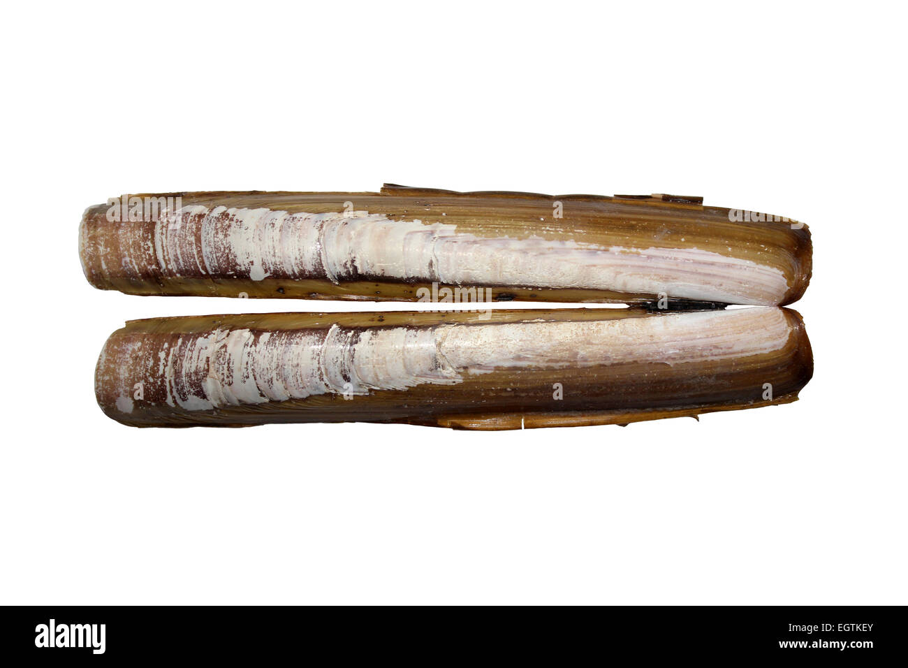 Razorshells -Fotos und -Bildmaterial in hoher Auflösung – Alamy