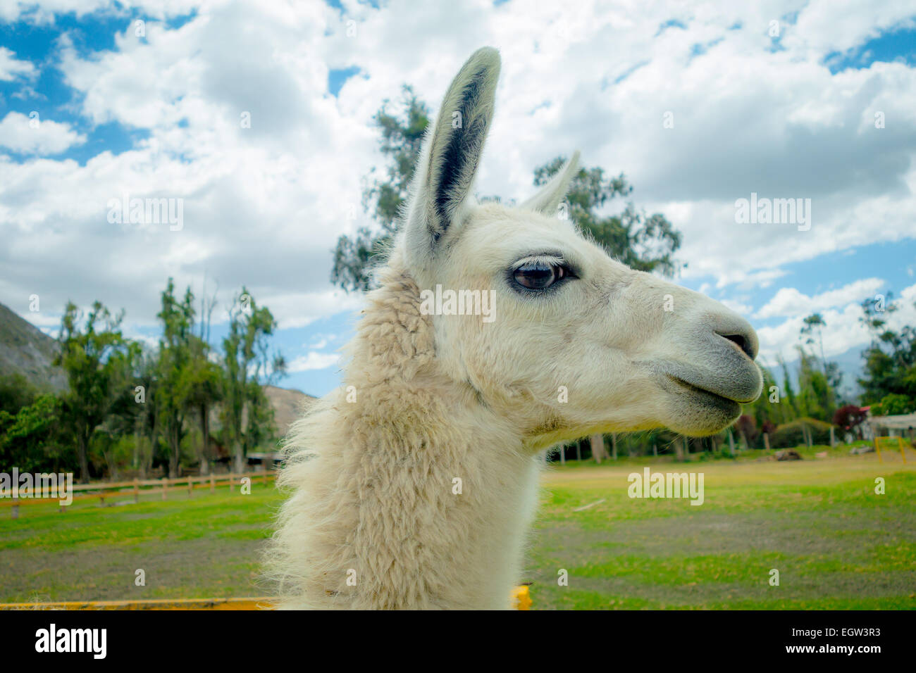 Lama spucken -Fotos und -Bildmaterial in hoher Auflösung – Alamy