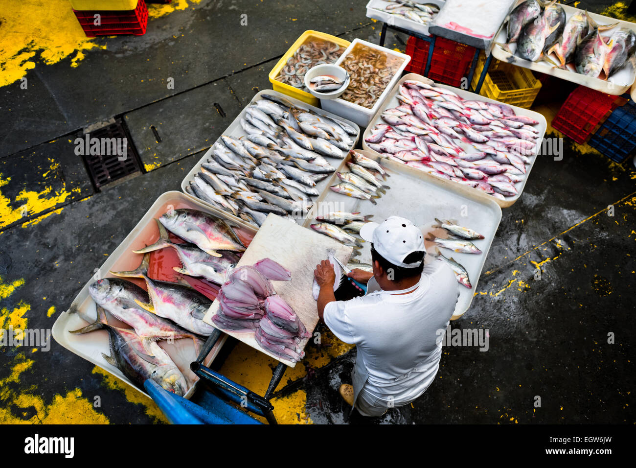 Pargo fisch -Fotos und -Bildmaterial in hoher Auflösung – Alamy