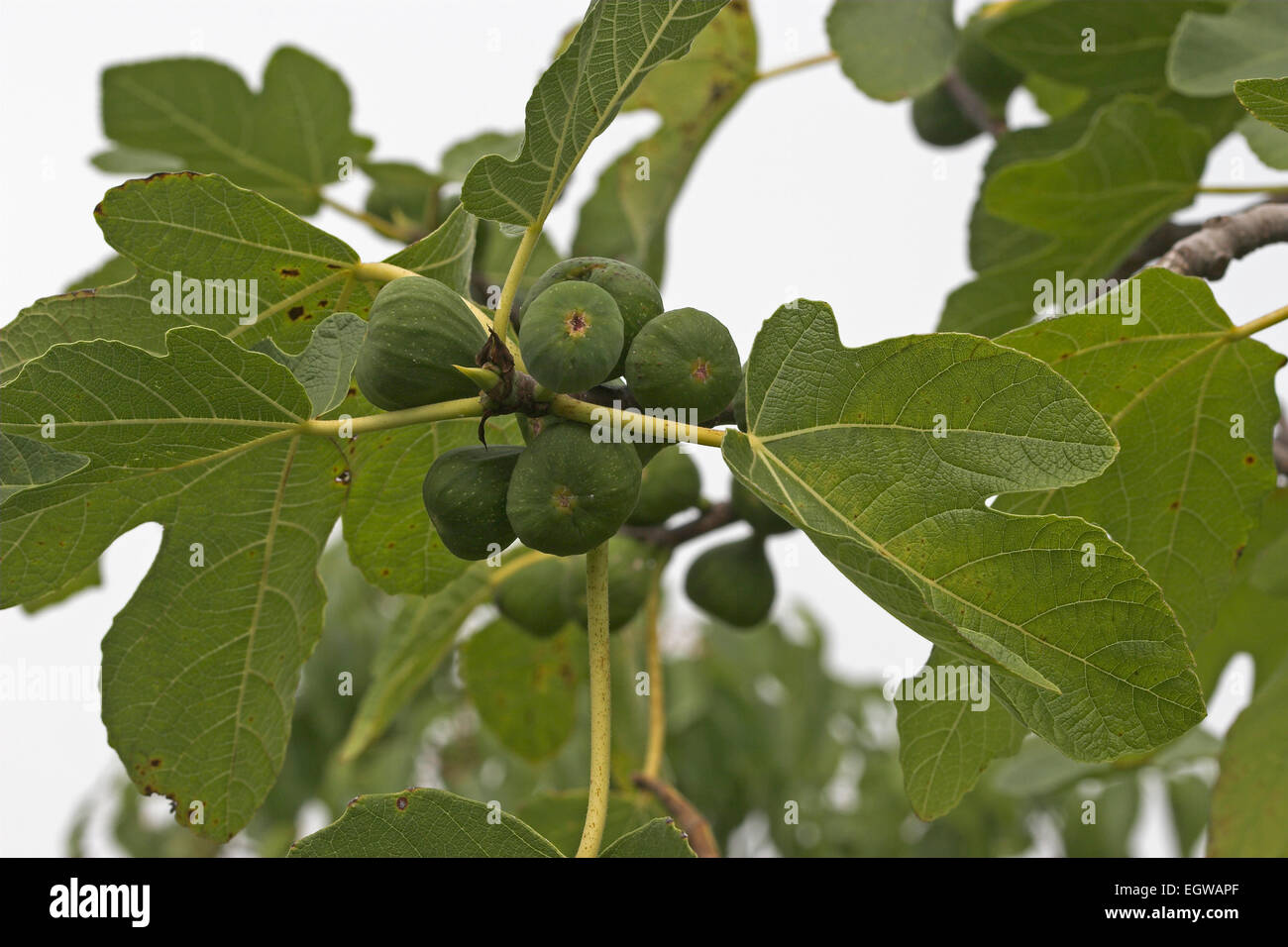 Fig, Obst, echten Feige, Feigenbaum, Frucht, Früchte, Ficus Carica ...