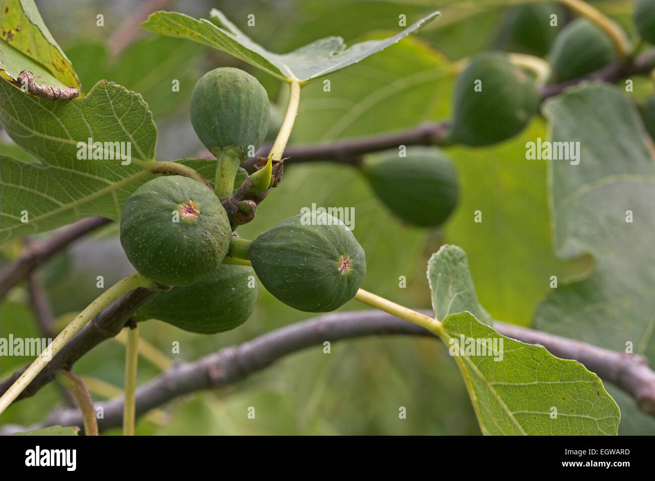 Ficus figuier -Fotos und -Bildmaterial in hoher Auflösung – Alamy