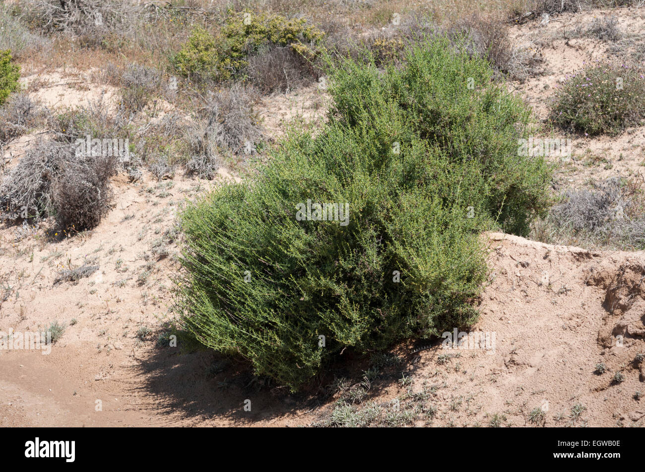 Psammophile vegetation -Fotos und -Bildmaterial in hoher Auflösung – Alamy